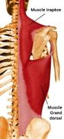 Muscles du Dos : Dorsaux, Trapèzes, Lombaires... Anatomie illustrée et ...